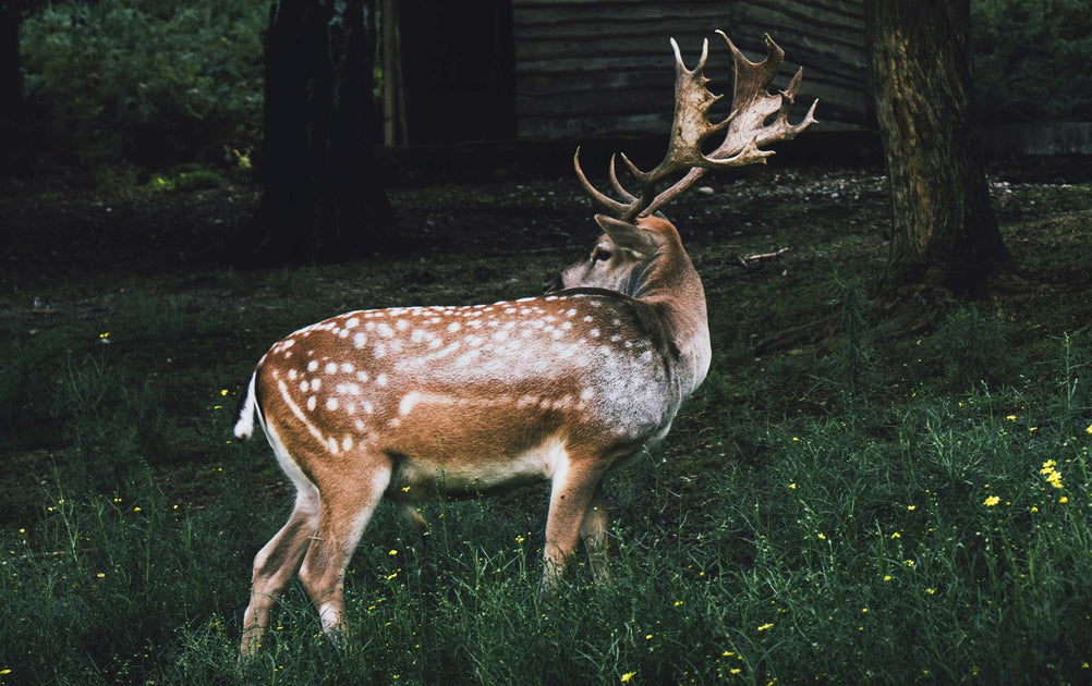 Target Repair Foam | Shop Repair Kits – 3D Target Repair Foam